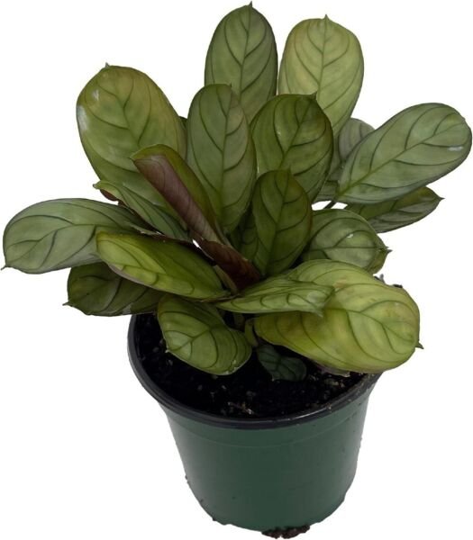 Calathea Burle Amagris Prayer Marxi Easy Easy To Grows Indoors Live ...