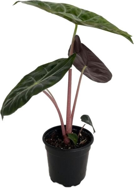 Alocasia Princess Pink Stems Elephant Ear Easy To Grow Indoors Live ...
