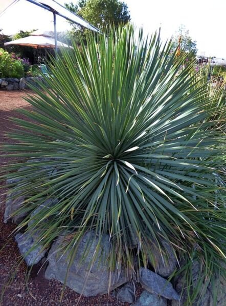 Yucca Sapphire Blue Excellent Leaves Powder Skies Full Sun Out Live ...