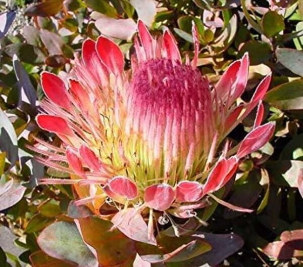 Protea Ray Spoon Shape Exima Protea Flowered It Bear Red Pink Open ...