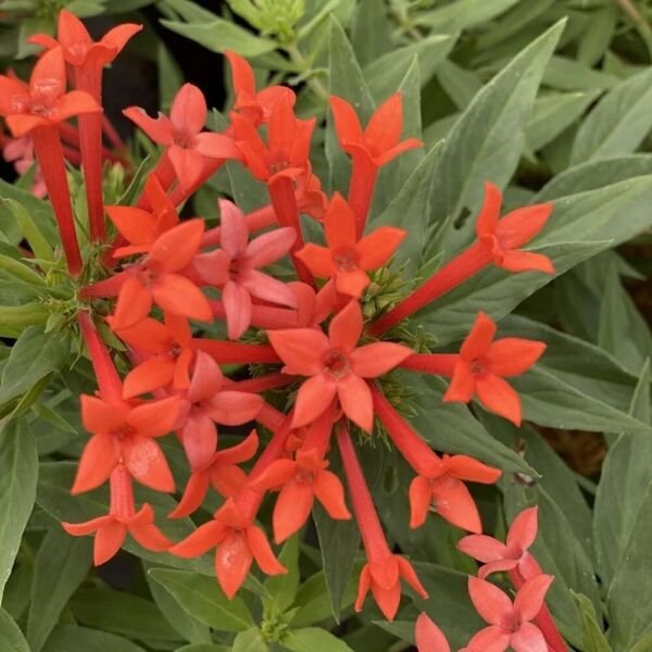 Firecracker Bush Estrellita Bouvardias Proven Winners s Live Plant 4 ...