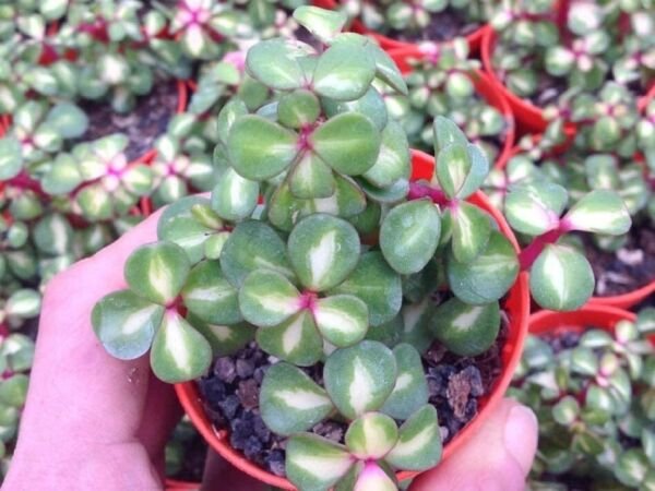 Portulacaria Jade Bush Rainbow Spekboom Mediopictas s Live Plant 2.5 ...