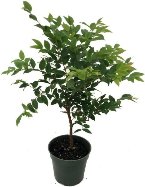 Myrciaria Cauliflora Jabuticaba Tree 4" Pot Live House Plant s or ...
