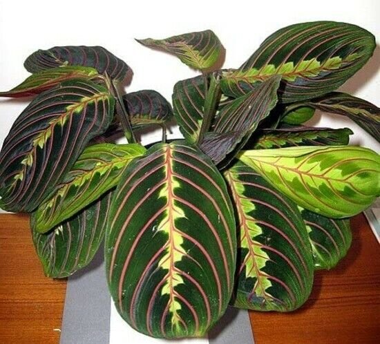 Maranta Red Prayer Live Plant Easy to Grow Houseplant 3.5" Pot Indoor ...