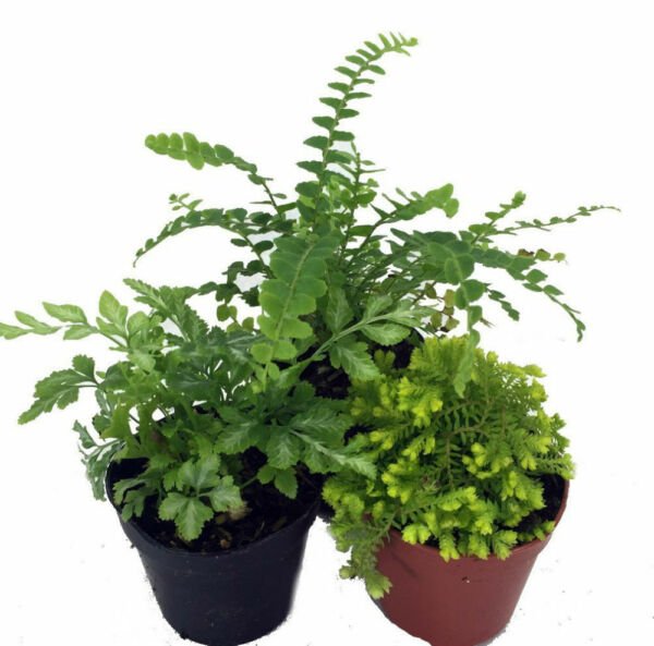 3 Terrariums Fairy Mini Ferns Different Plants 2" Pots Live Plant Fresh ...