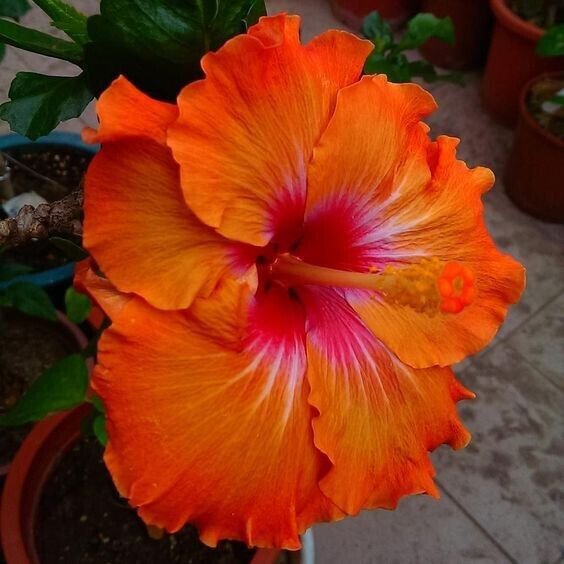 Fresh 25 Seeds Deep Orange Hibisc Flowers Huge Blooms Planting Garden