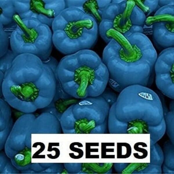 Fresh 25 Seeds Blue Bell Peppers Easy To Grow Vegetable Sweet Edible ...