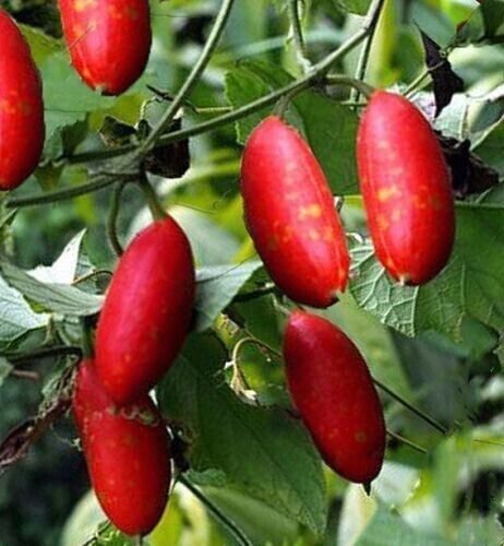Fresh 25 Seeds Hmong Red Cucumber Hybrid Easy Grow Vegetable Pickling ...