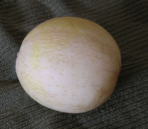 Fresh 25 Seeds Sprite Melon Fast Growing Sweet Tasting Farm Planting Garden