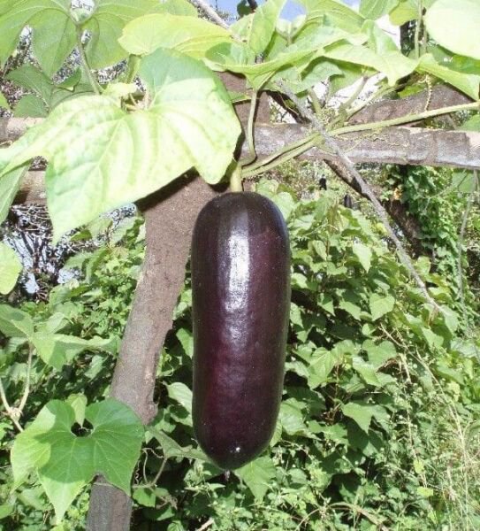 Fresh 25 Seeds Cassabanana Melon Fast Growing Sweet Tasting Farm ...