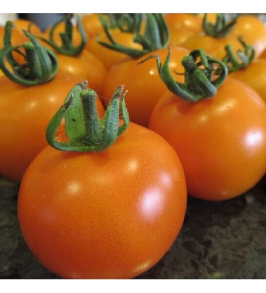 Fresh 50 Seeds Tangella Tomato Hybrid Vegetable Planting Tomatoe Easy ...