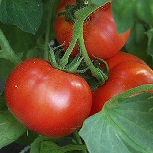 Fresh 50 Seeds Shady Lady Tomato Hybrid Vegetable Planting Tomatoe Garden