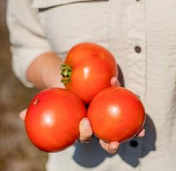 Fresh 50 Seeds Red Star Tomato Hybrid Vegetable Planting Tomatoe Grow ...