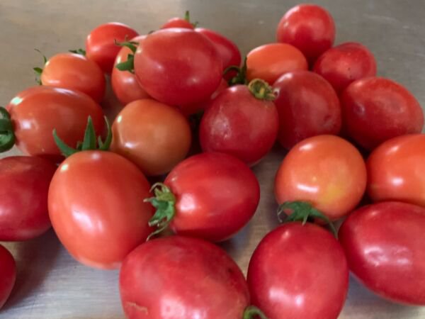 Fresh 50 Seeds Rambling Red Strip Tomato Hybrid Vegetable Planting ...