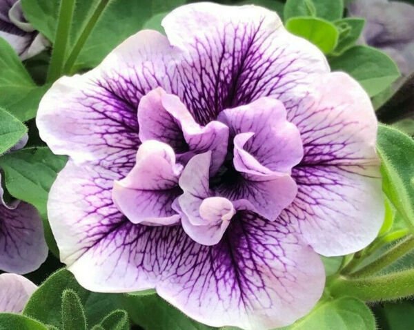 Fresh 200 Double Lavender Petunia Seeds Flowers Planting Purple White ...