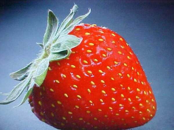 Fresh 200 Seeds Red Ruby Strawberries Berries Plants Planting Pack Garden