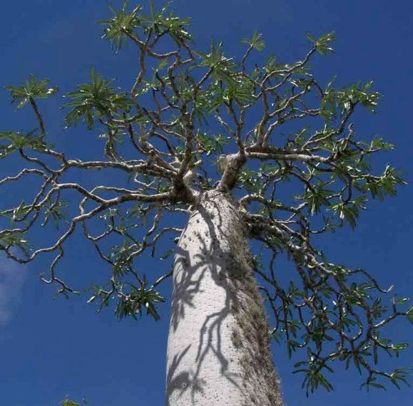 Pachypodium Mikea Rare Madagascar Tree Palm Succulent Cacti Cactus 5 ...