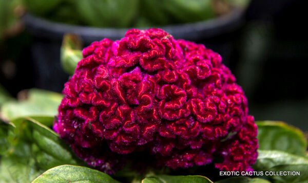 Exotic Celosia Cristata Crested Rare Pink Flowering Amish Cock'S Comb ...