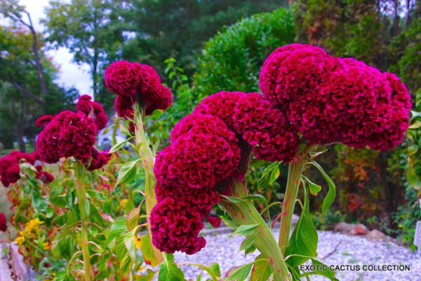 Rare Celosia Cristata Crested Pink Flowering Exotic Amish Cock'S Comb ...