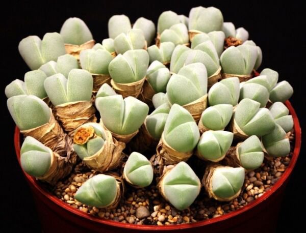 Cheiridopsis Pillansiicrassa Rare Living Stones Mesembs Succulent Seed ...