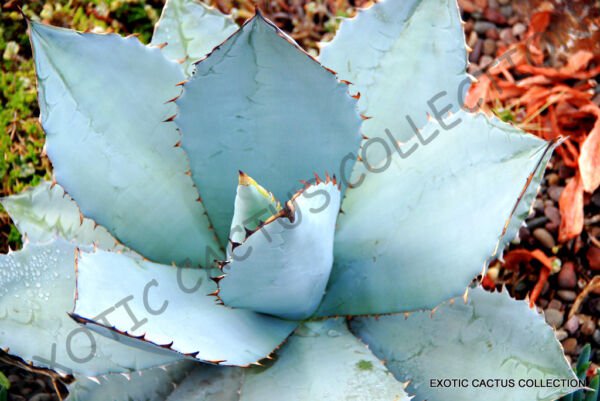 Rare Agave Titanota Blue Hardy Exotic Succulent Aloe Rose Plant Seed 15 ...