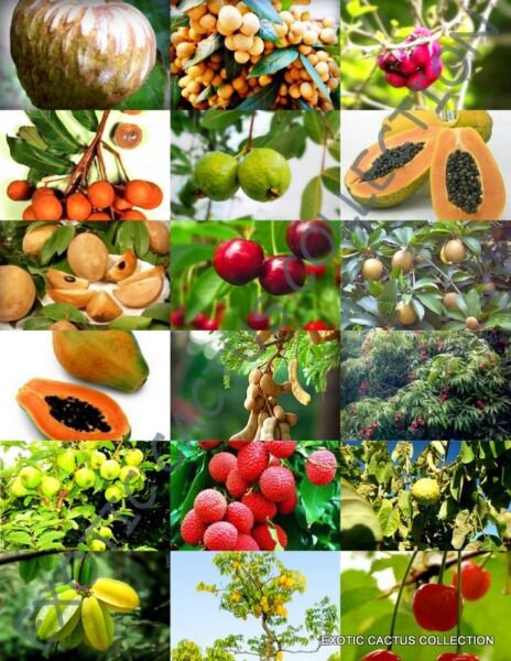 Fruit Tree Mix Sweet Edible Plant Tree Fragrant Tropical Fruit Seed 15 ...