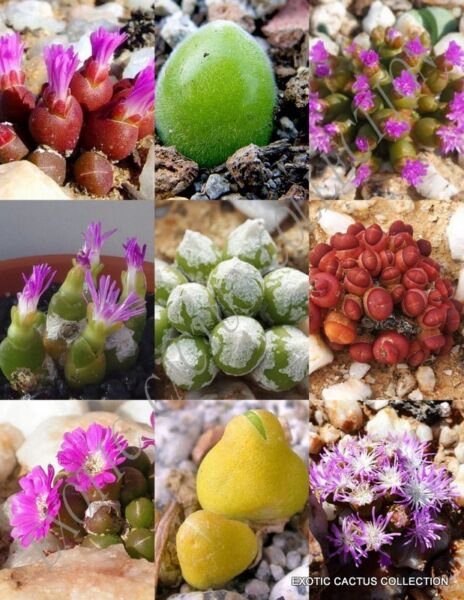 Oophytum Mix Succulent Cactus Mixed Living Stones Rocks Plant Seed 15 ...