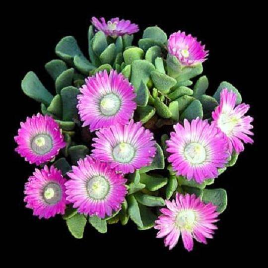 Aloinopsis Spathulata Rare Succulent Plant Mesembs Living Stone Seed 15 ...