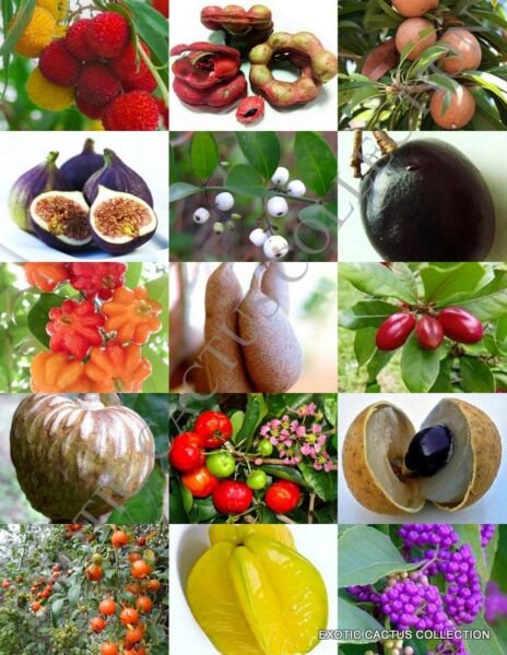 Rare Fruits Mix Sweet Edible Plant Tree Fragrant Exotic Fruit Seed Pack ...