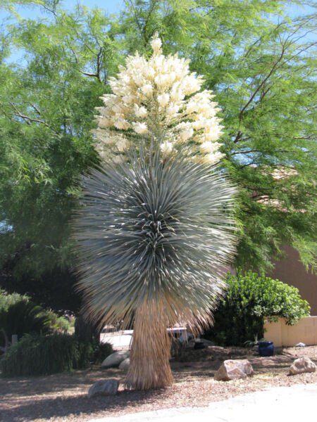 Yucca Rigida Blue Yuca Exotic Rare Agave Desert Tree Like Seed 15 Seeds ...