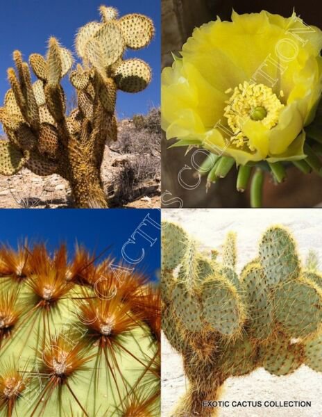 Opuntia Chlorotica Pancake Cactus Flapjack Dollarjoint Pricklypear Seed ...
