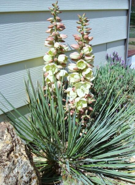 Yucca Glauca Soapweed Narrowleaf Desert Grass Agave Aloe Seed 15 Seeds ...