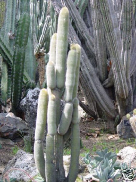 Weberbauerocereus Johnsonii Rare Columnar Cacti Flowering Cactus Seed ...