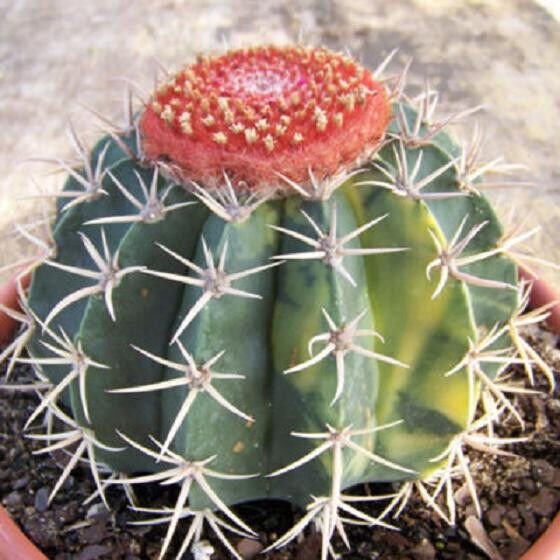 Melocactus Salvadorensis Variegated Seed Cacti 20 Seeds Fresh Garden