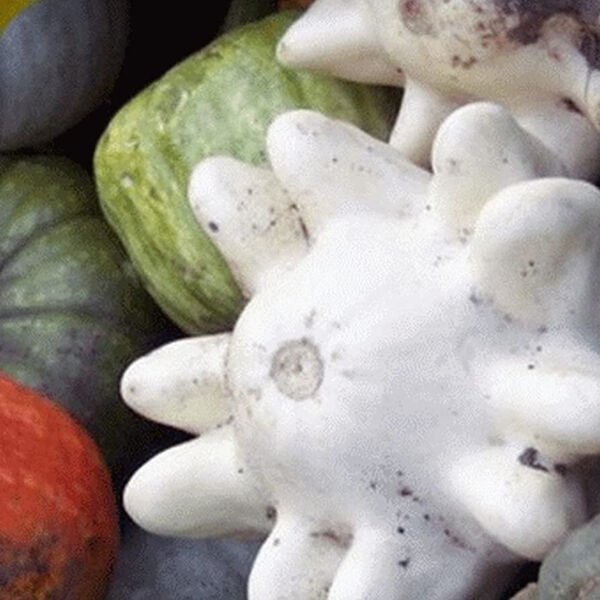 20 Ten Commandments Gourd Seeds Fresh Garden