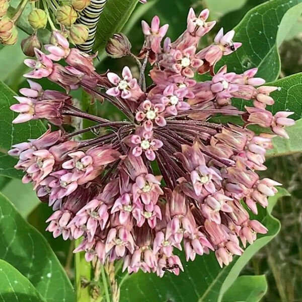 Common Milkweed Seeds 30+ Asclepias Native Wildflower Perrenial Fresh ...