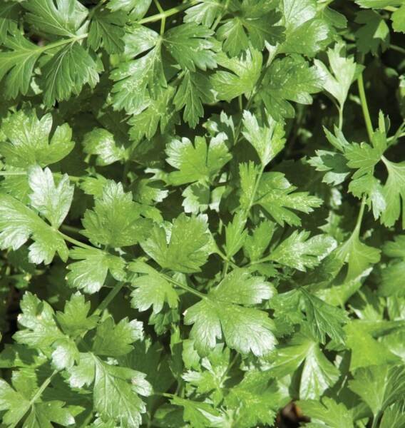Cilantro Coriander Seeds 100+ Herb Mexican Spice Non Gmo Fresh Garden