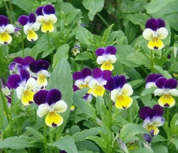 Johnny Jump Up Seeds 500+ Helen Mount Viola Tricolor Flower Fresh Garden