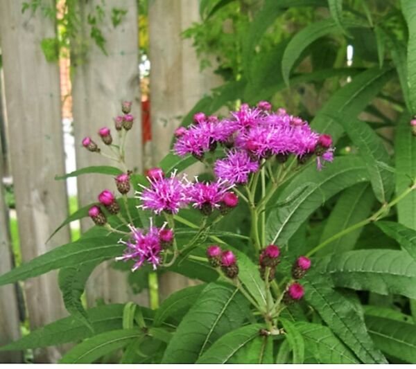 100 Missouri Ironweed Monarch Flower Native Purple Vernonia Missurica ...