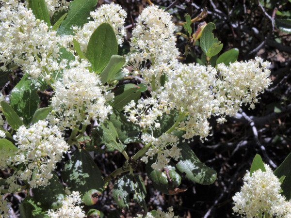 20 White Snowbrush Ceanoth Velutin Mountain Balm Buckbrush Flower Shrub ...