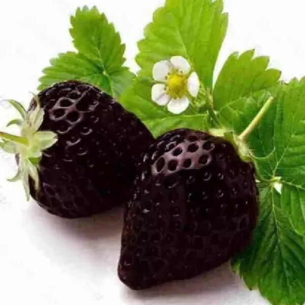 200 Seeds Black Strawberries Berries Fruit Healthy Strawberry Fresh Garden