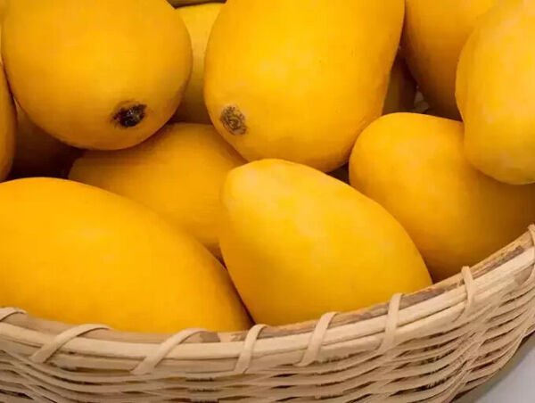 Cha Mango Seed Fresh Garden