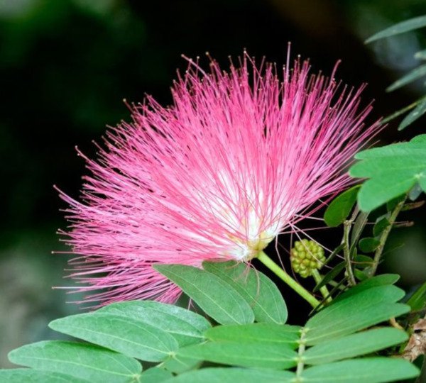 Mimosa Prairie Sensitive Briar 20 Seeds Bashful Briar Fresh Garden