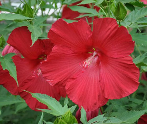75 Luna Red Hardy Hibiscus Seeds Fresh Garden