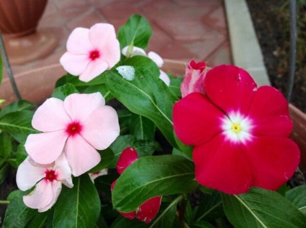 50 + Pure Seeds Cape Madagascar Periwinkle Mix Vinca Rosea Balcony ...