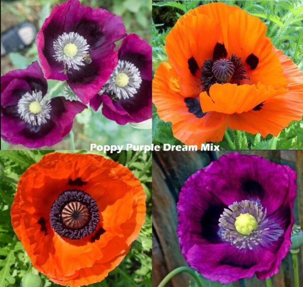 Poppiesflanders Field Poppy Wildflower Heirloom Non Gmo 1500 Pure Seed ...
