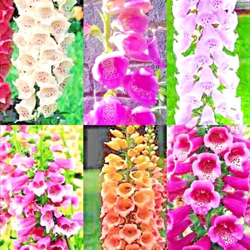 Foxglove Mix 2 000 Seedspring Perennial Flowers Pest Resistant Fresh Garden