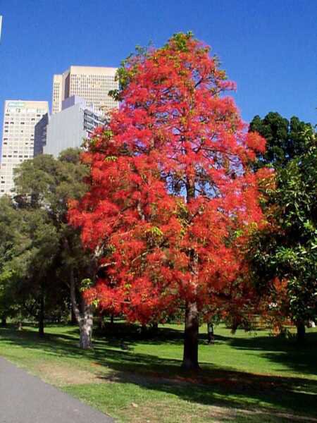 Sweetgum Liquidambar Styraciflua Tree Seeds Fall Color Hardy Fast 30 ...