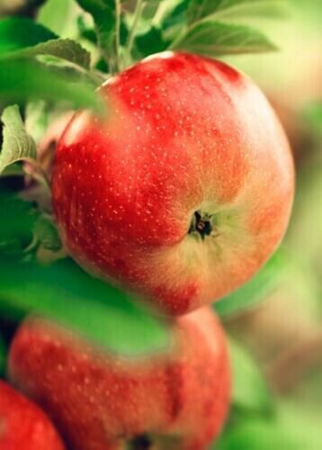 20 Paradise Apple Seeds (Malus Domestica) Edible Fruit Tree Fresh Garden