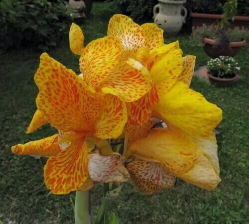 5 Yellow Canna Lily Indian Shot Canna Indica Flower Seeds Fresh Garden